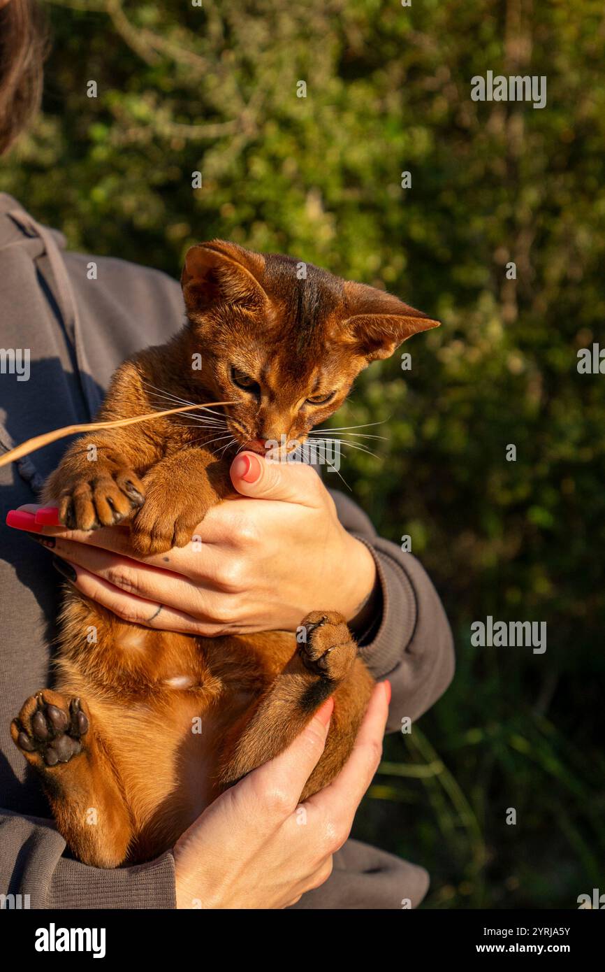 cute, young abyssinian cat outdoor Stock Photo - Alamy