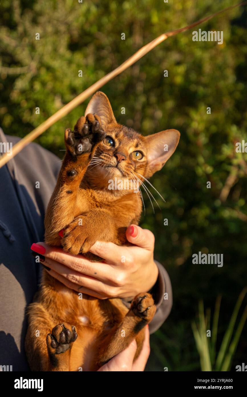 cute, young abyssinian cat outdoor Stock Photo - Alamy