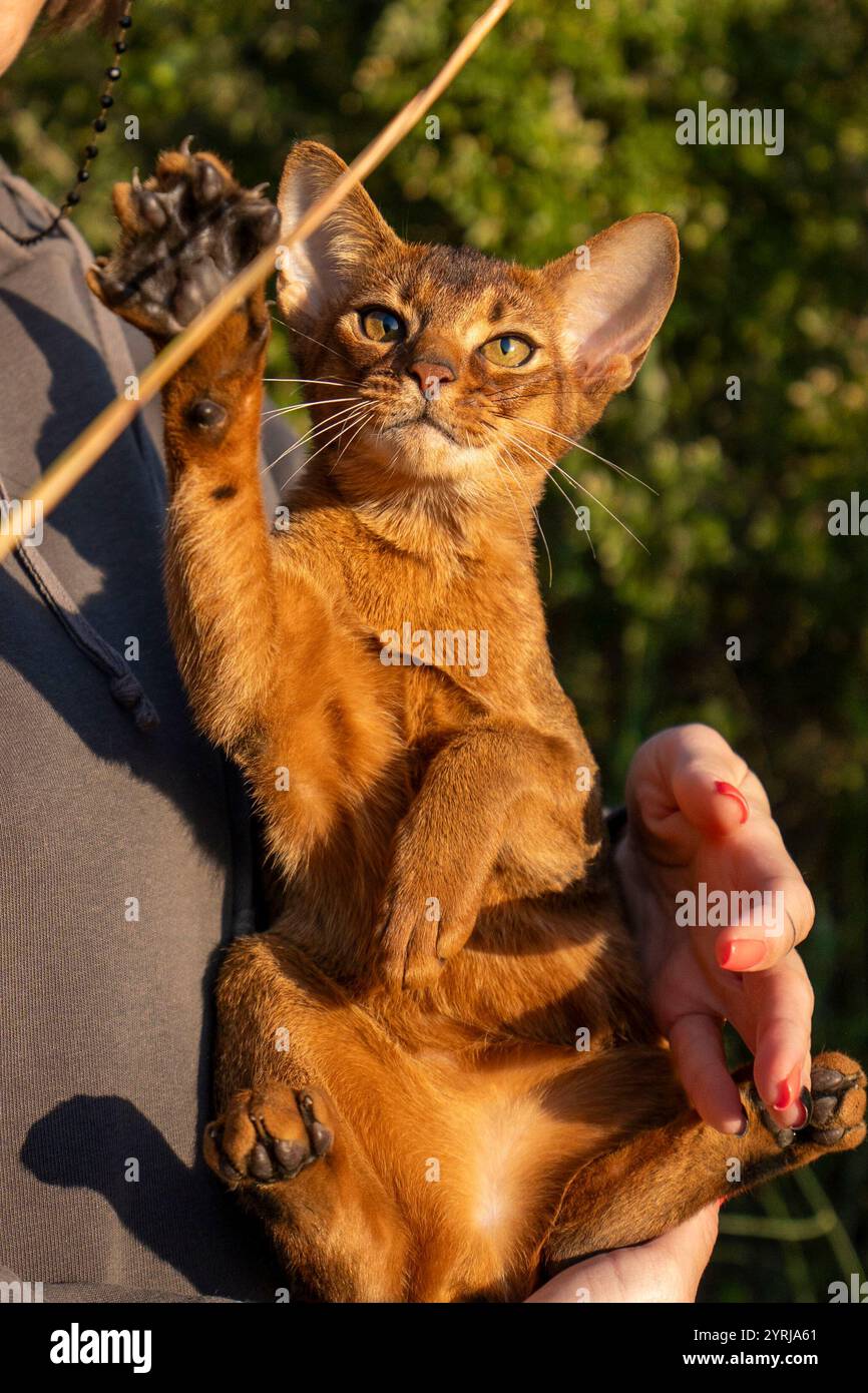 cute, young abyssinian cat outdoor Stock Photo - Alamy