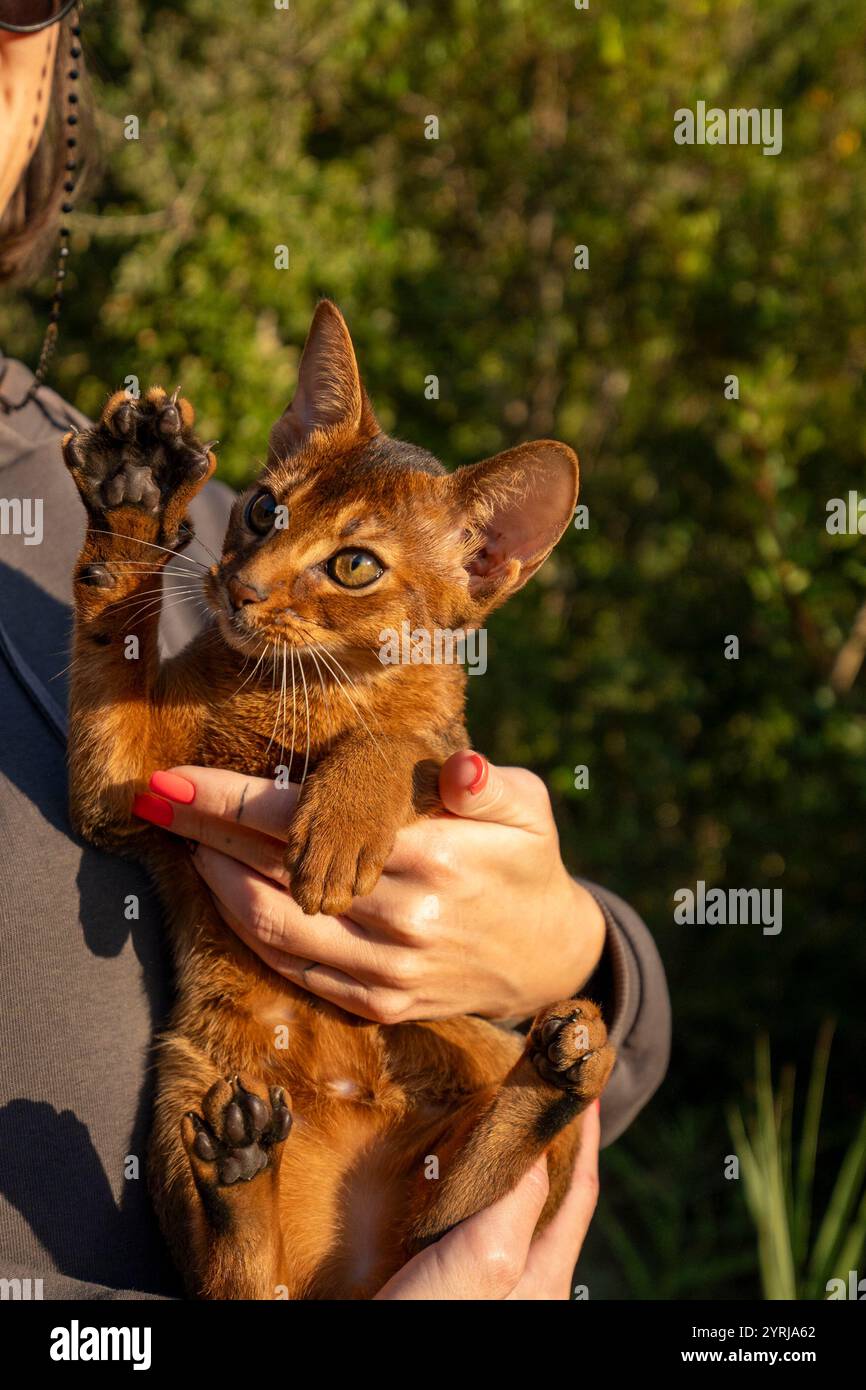 cute, young abyssinian cat outdoor Stock Photo - Alamy