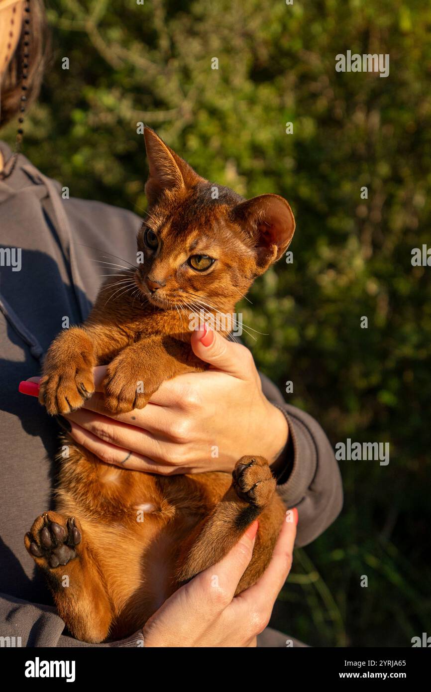 cute, young abyssinian cat outdoor Stock Photo - Alamy