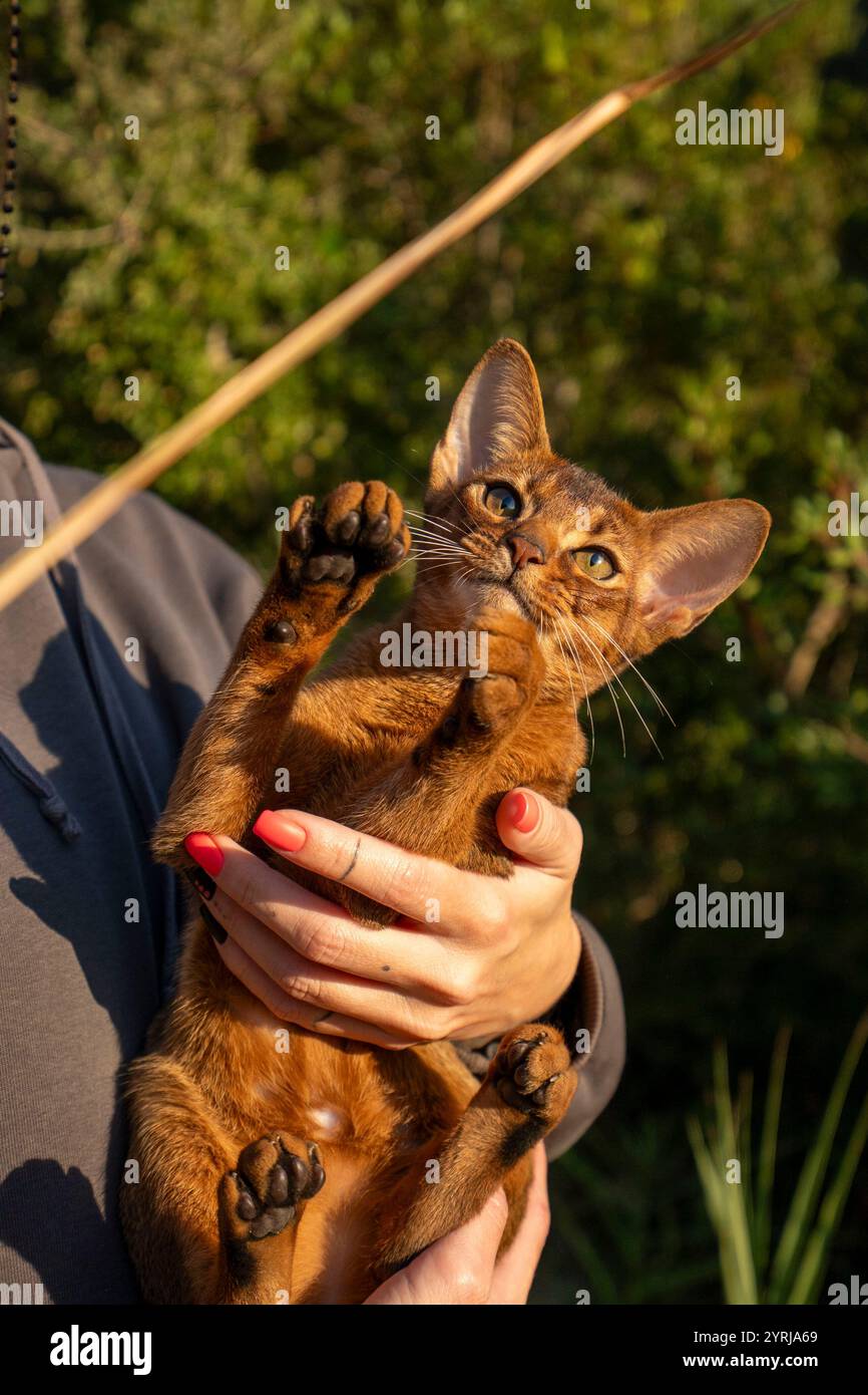 cute, young abyssinian cat outdoor Stock Photo - Alamy