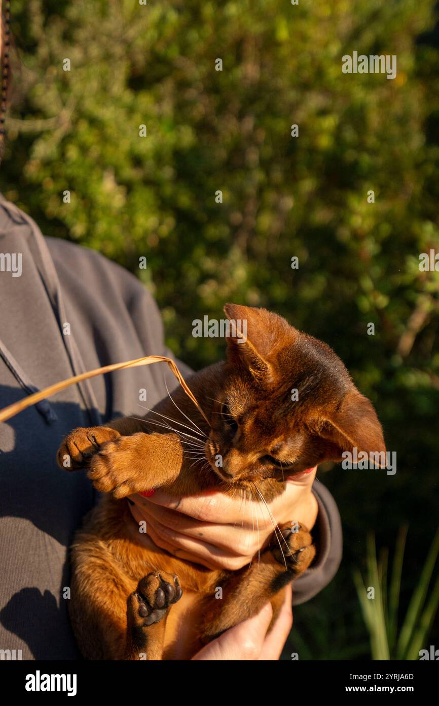 cute, young abyssinian cat outdoor Stock Photo - Alamy