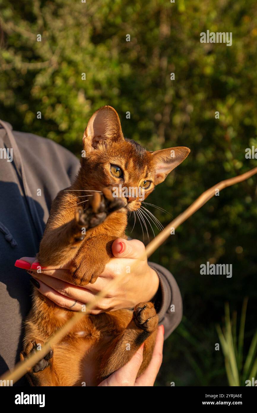 cute, young abyssinian cat outdoor Stock Photo - Alamy