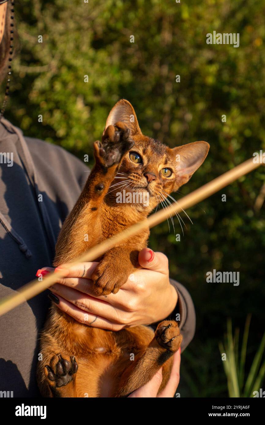 cute, young abyssinian cat outdoor Stock Photo - Alamy