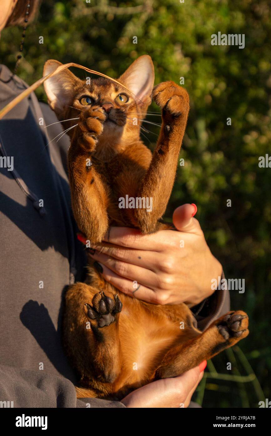 cute, young abyssinian cat outdoor Stock Photo - Alamy