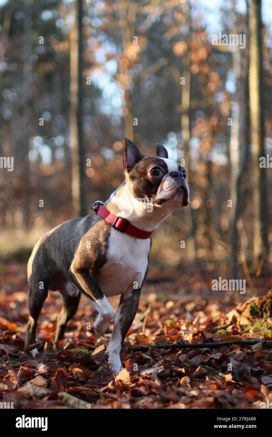 purebred adult Boston terrier posing in autumn forest at sunset Stock ...