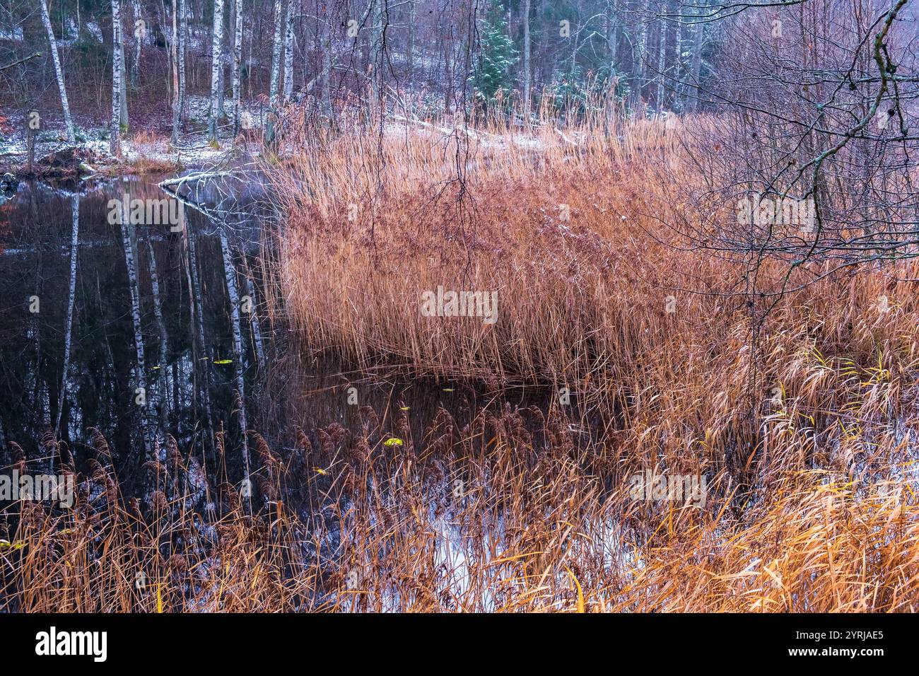 Reed bed at a beach in the woodland Stock Photo - Alamy