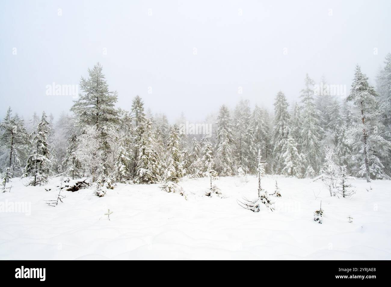 Winter forest in cold fog and snow on a bog Stock Photo - Alamy