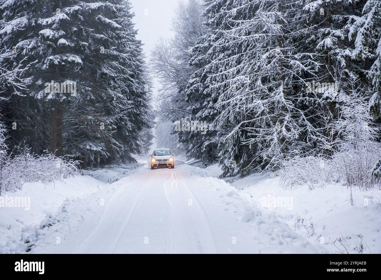 Driving evergreen forest hi-res stock photography and images - Alamy