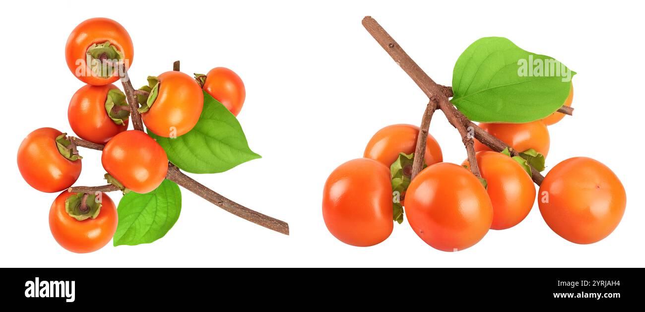 Persimmon fruit on the branch isolated on white background with full ...