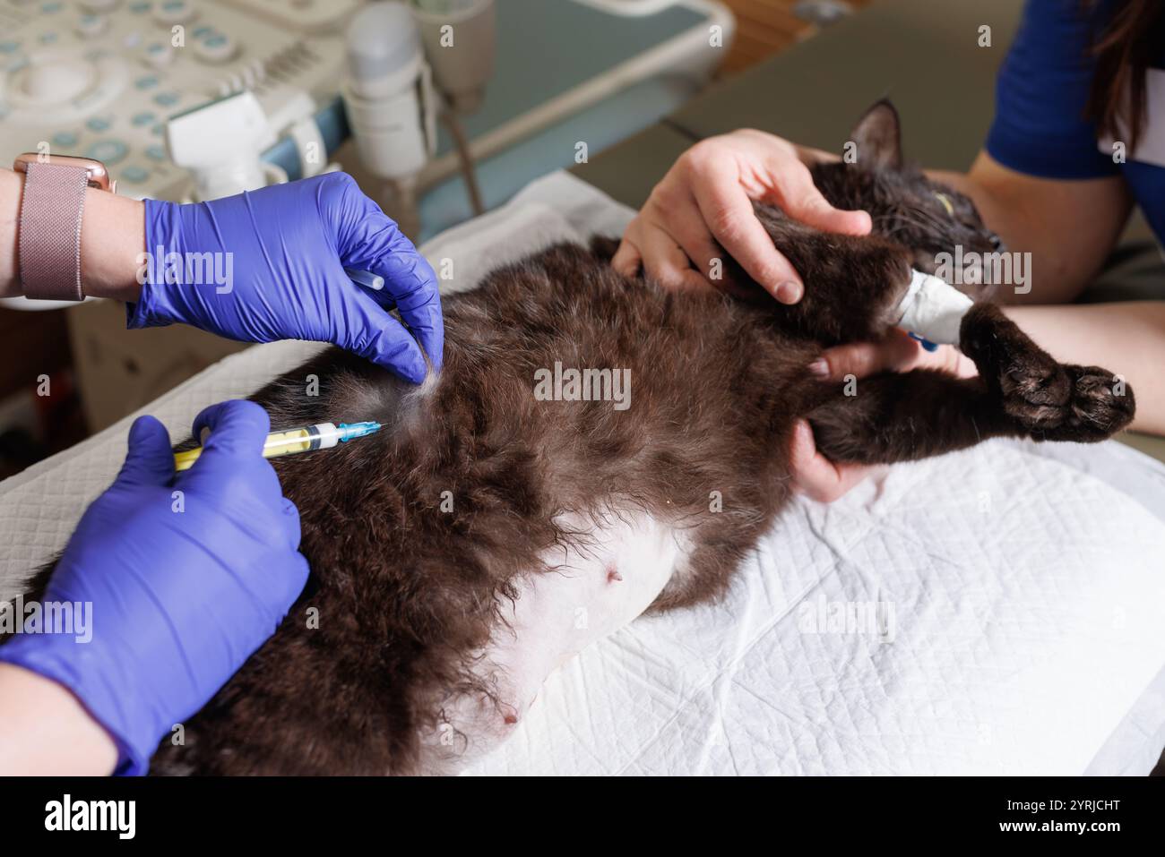 veterinarian doctor gives an injection to an animal cat, veterinarian ...