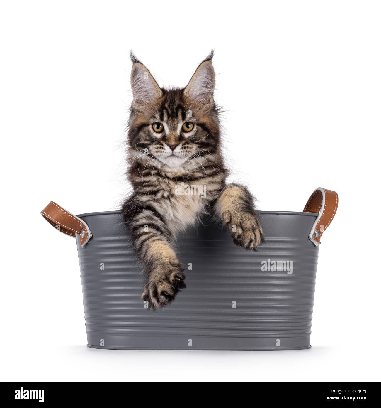 Pretty Maine Coon cat kitten, sitting in grey metal bucket. Looking ...