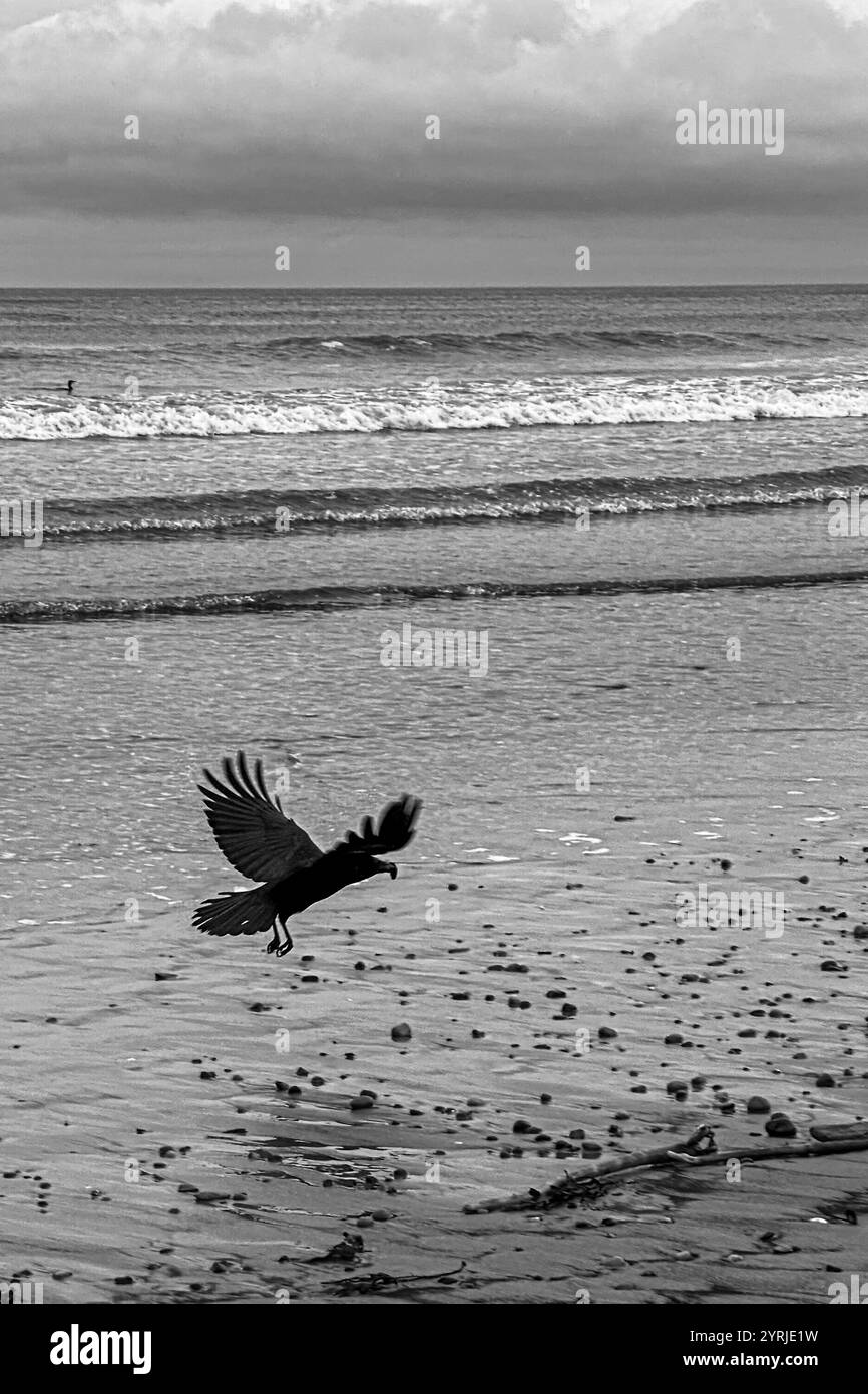 Ocean fly flying shoreline bird hi-res stock photography and images - Alamy