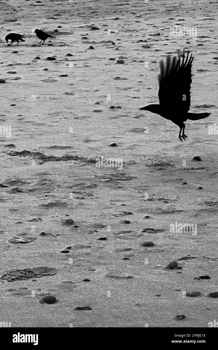 Flight over beach black sea hi-res stock photography and images - Alamy