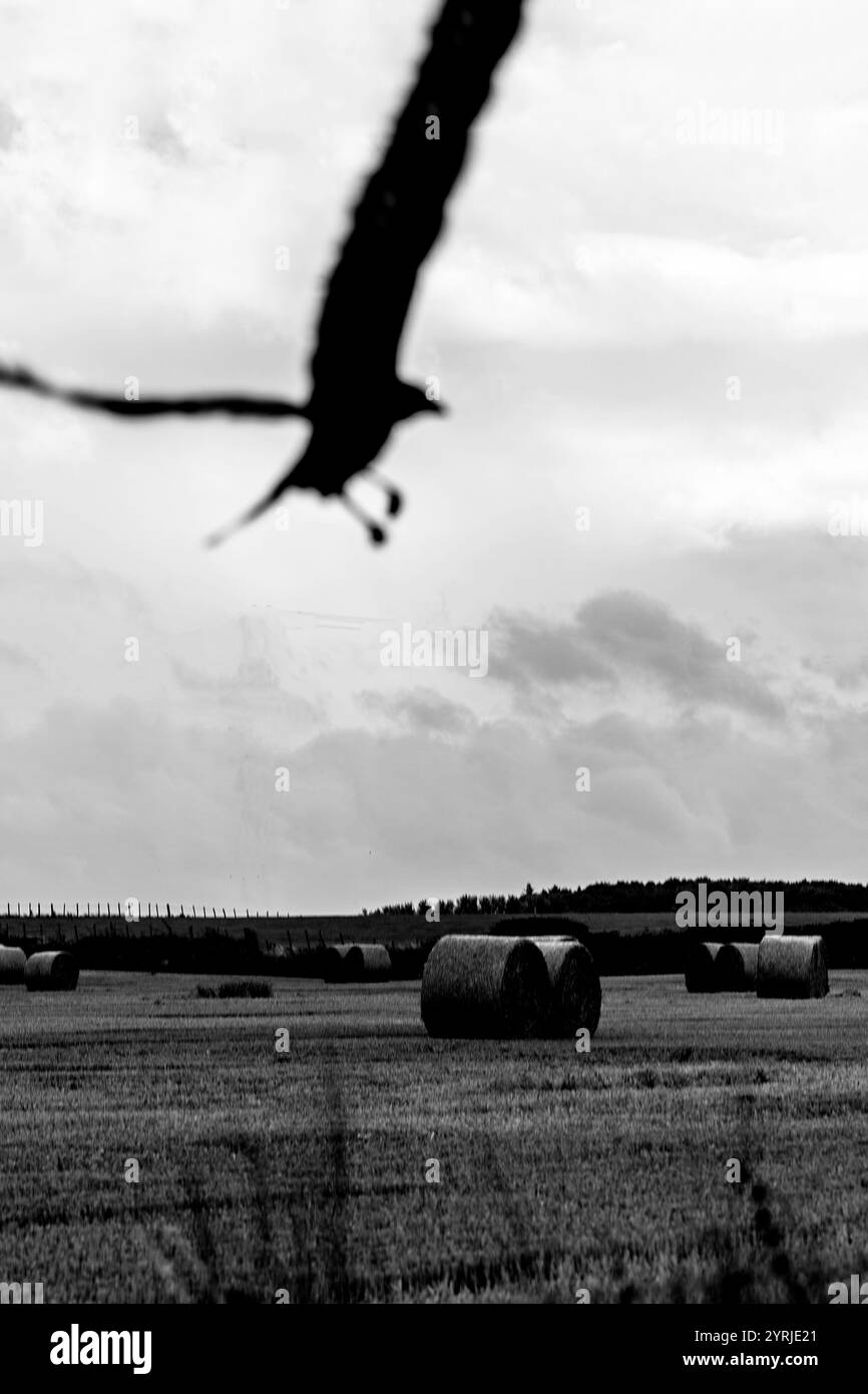 corvid flying over an arable harvested field at Marske-by-the-Sea ...