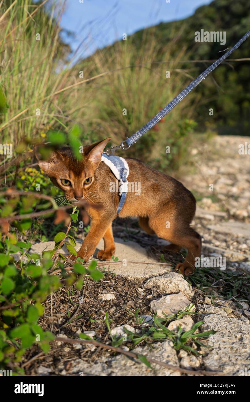 cute, young abyssinian cat outdoor Stock Photo - Alamy