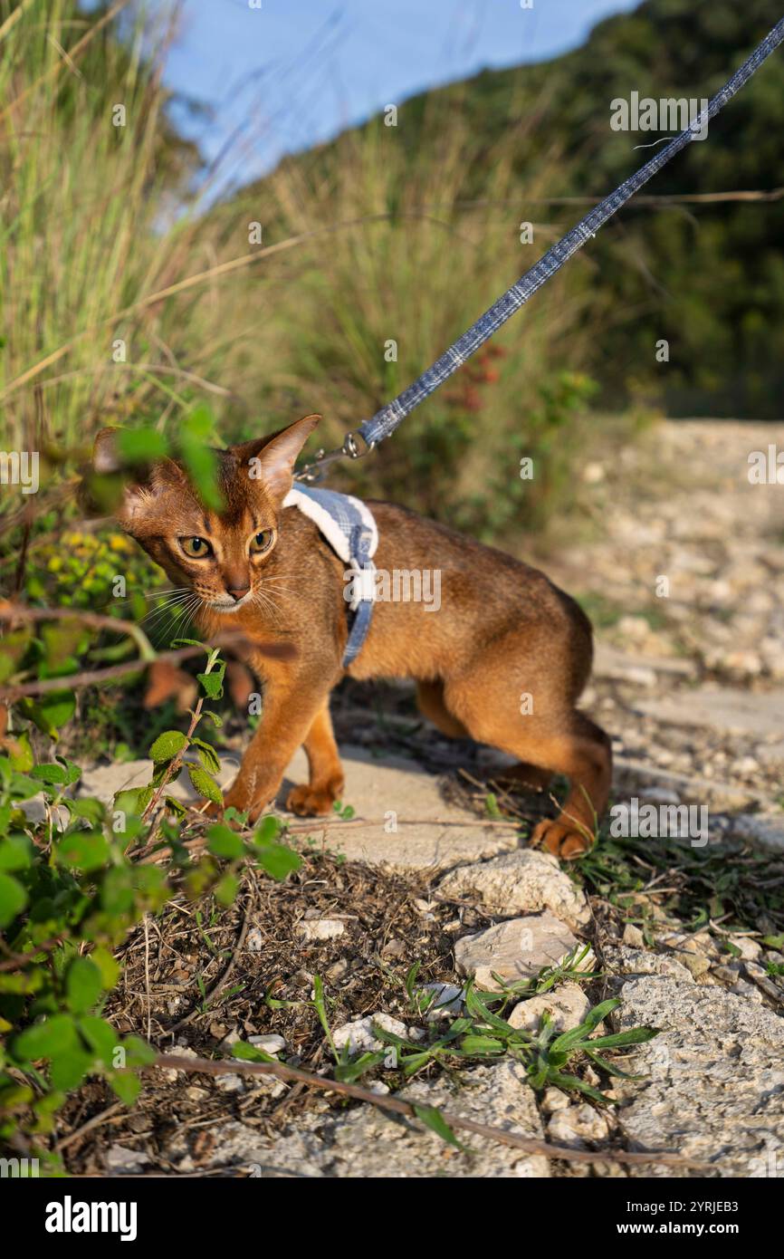 cute, young abyssinian cat outdoor Stock Photo - Alamy