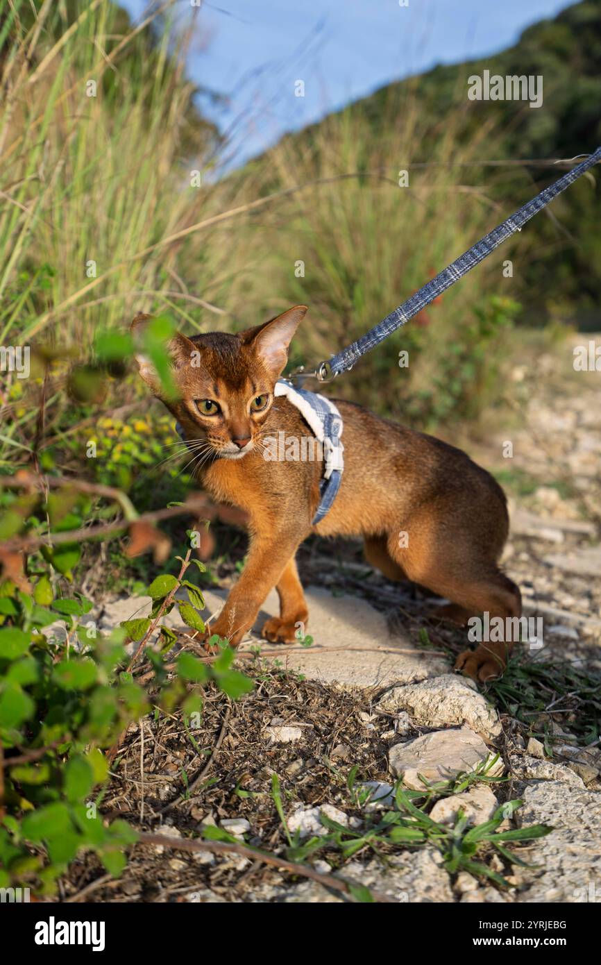 cute, young abyssinian cat outdoor Stock Photo - Alamy