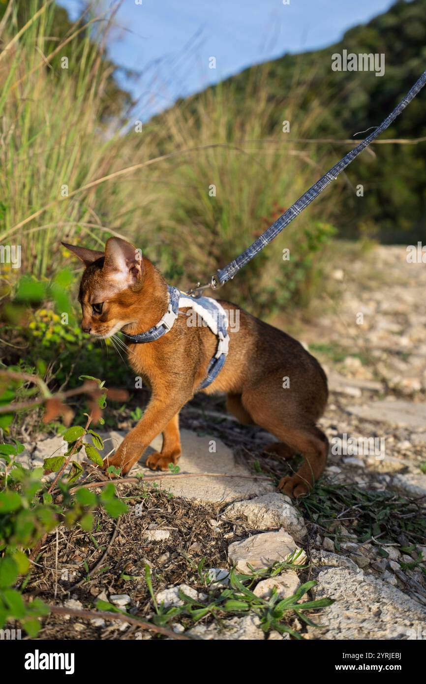 cute, young abyssinian cat outdoor Stock Photo - Alamy
