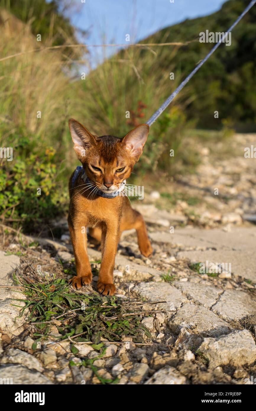 cute, young abyssinian cat outdoor Stock Photo - Alamy