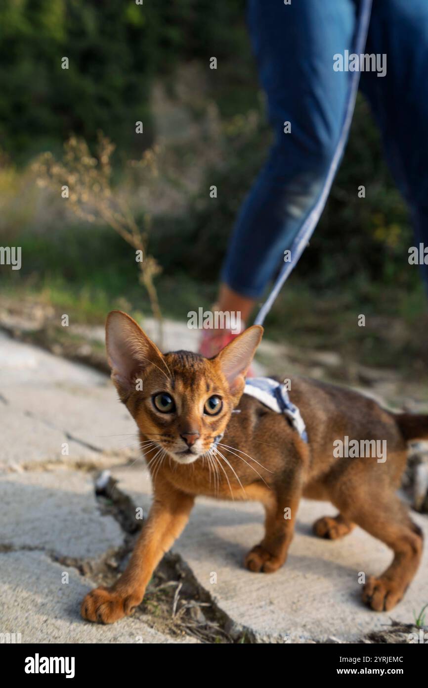 cute, young abyssinian cat outdoor Stock Photo - Alamy