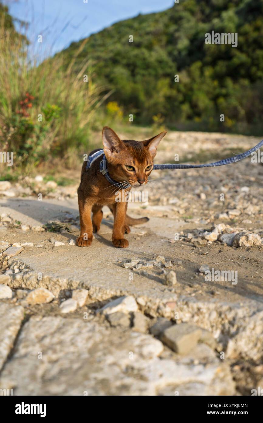 cute, young abyssinian cat outdoor Stock Photo - Alamy