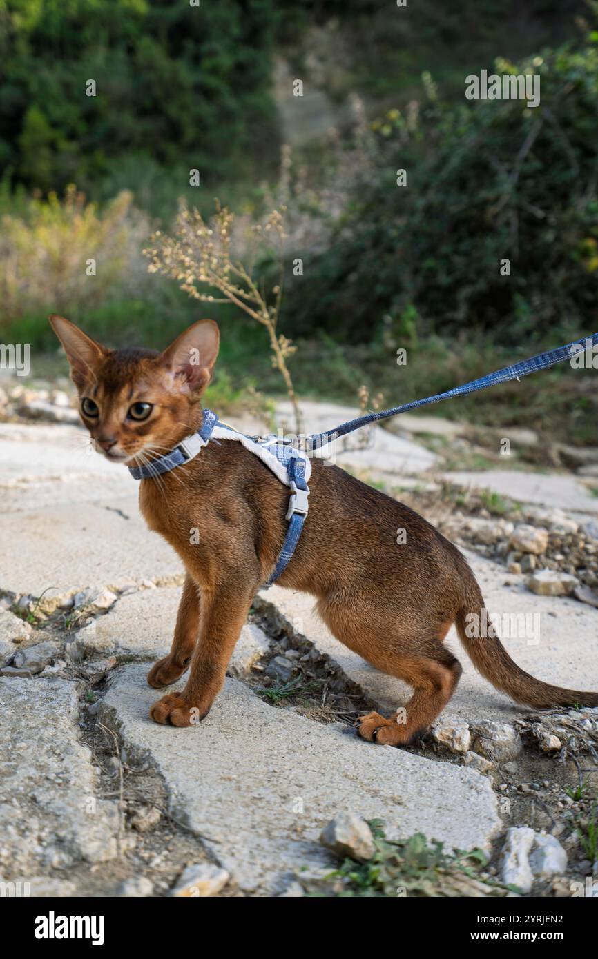 cute, young abyssinian cat outdoor Stock Photo - Alamy