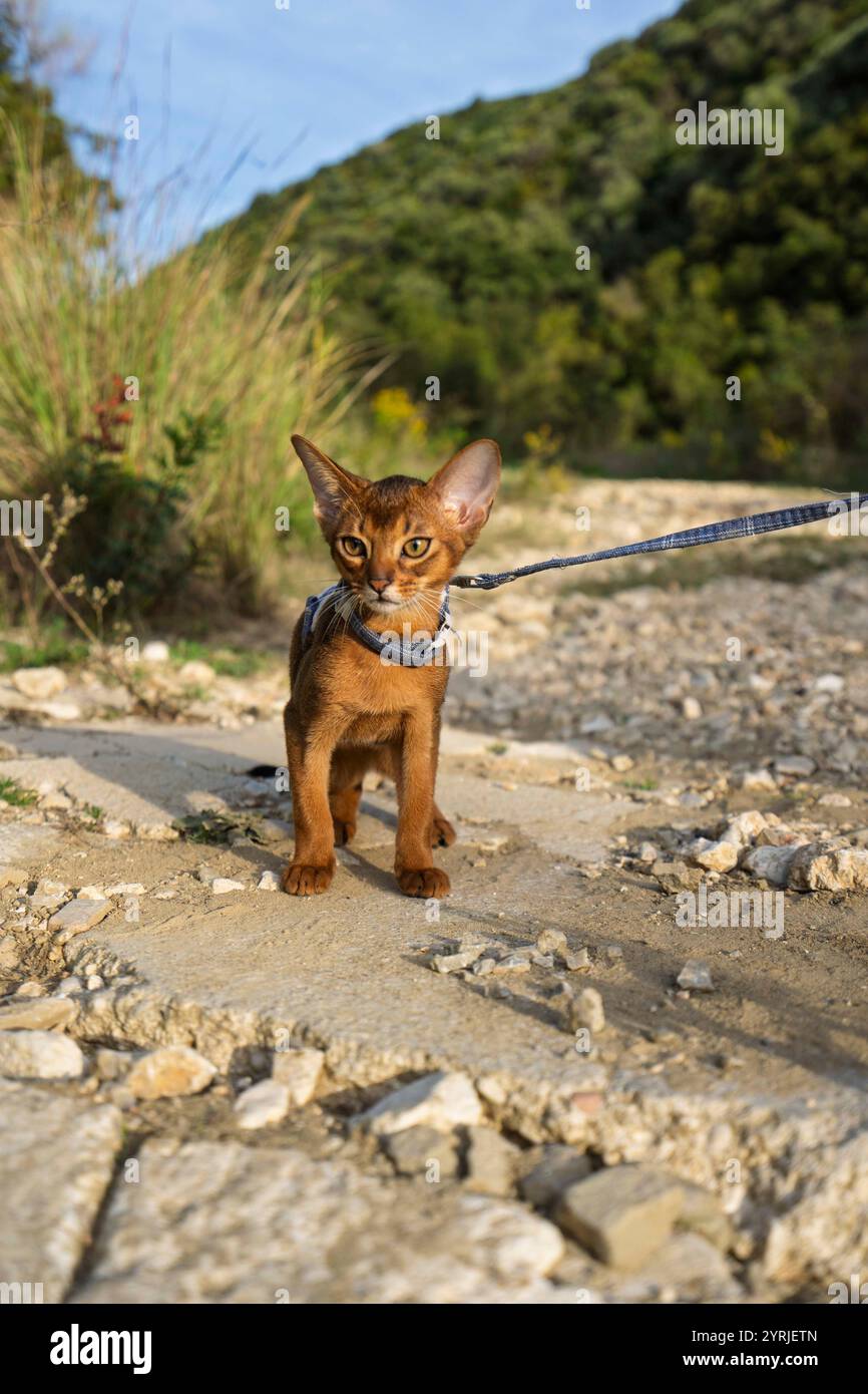 cute, young abyssinian cat outdoor Stock Photo - Alamy