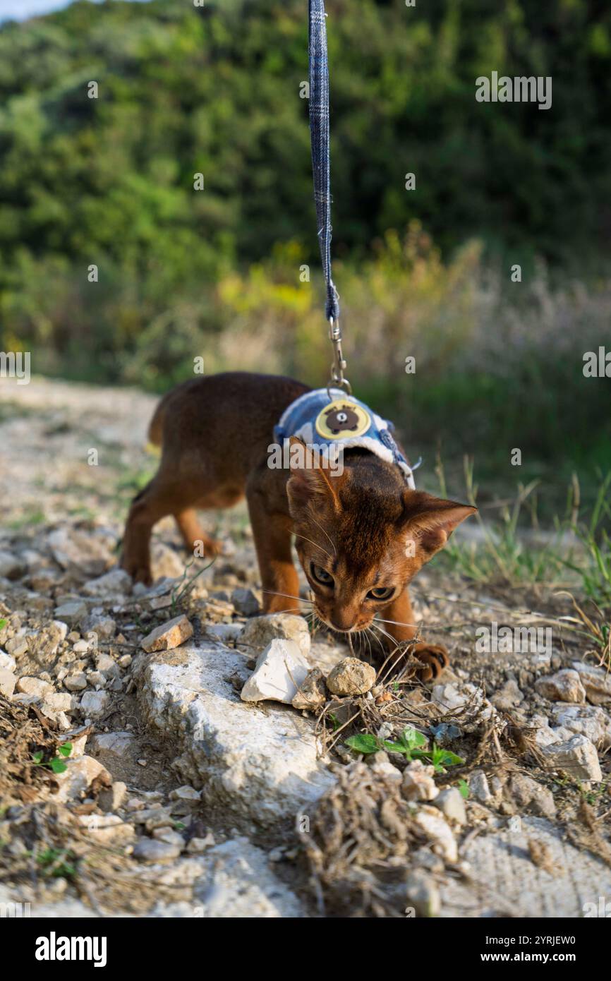 cute, young abyssinian cat outdoor Stock Photo - Alamy