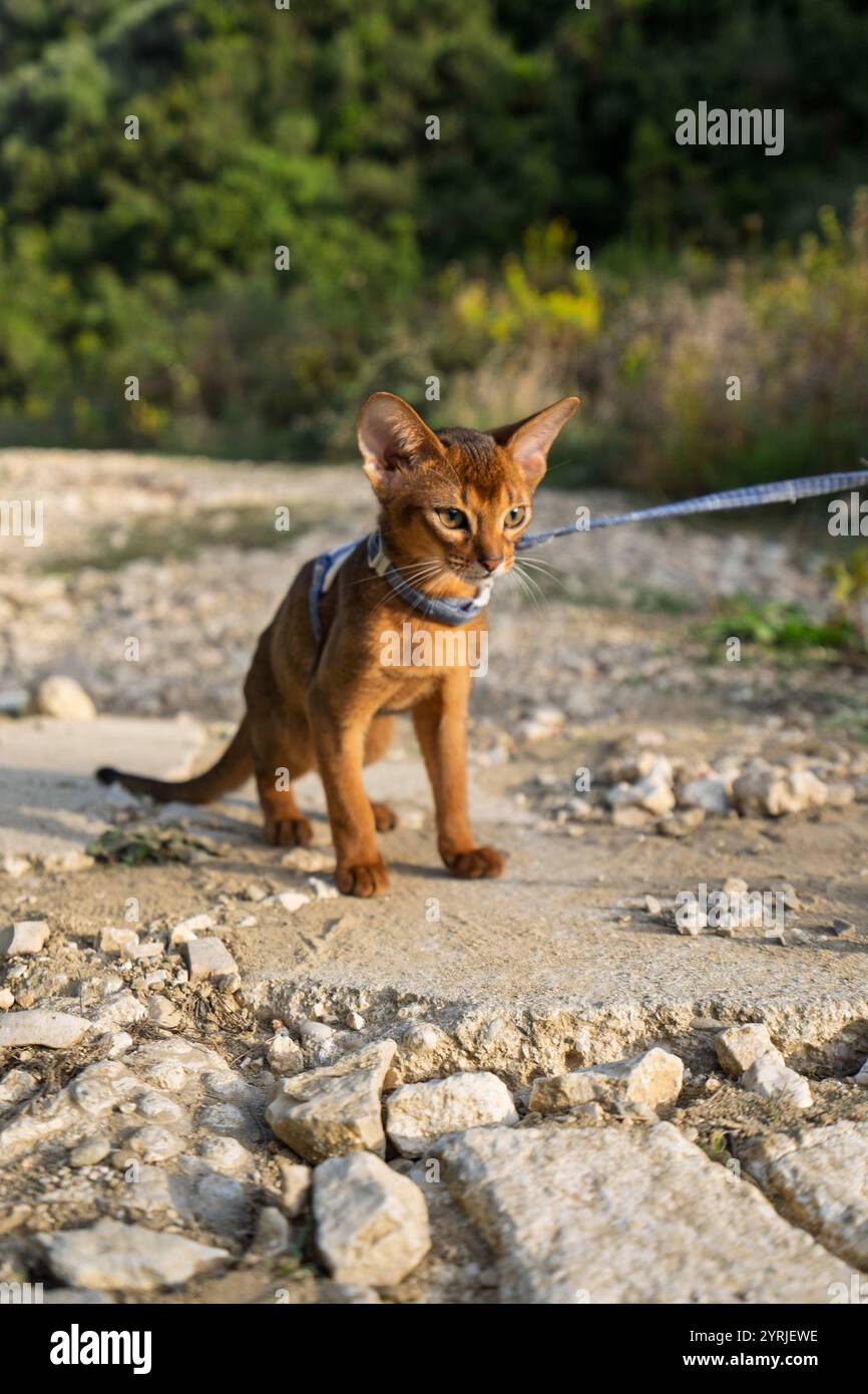 cute, young abyssinian cat outdoor Stock Photo - Alamy