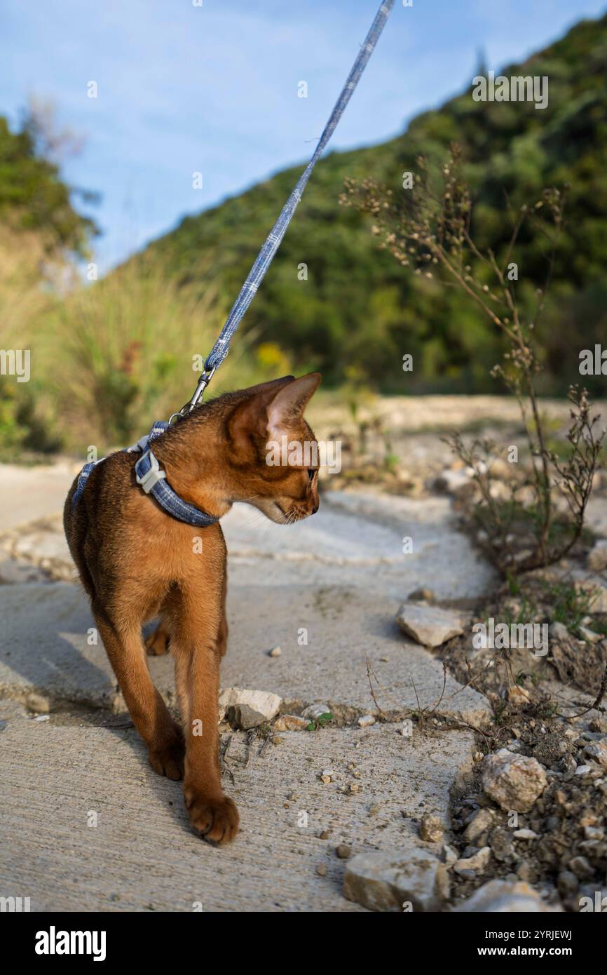 cute, young abyssinian cat outdoor Stock Photo - Alamy