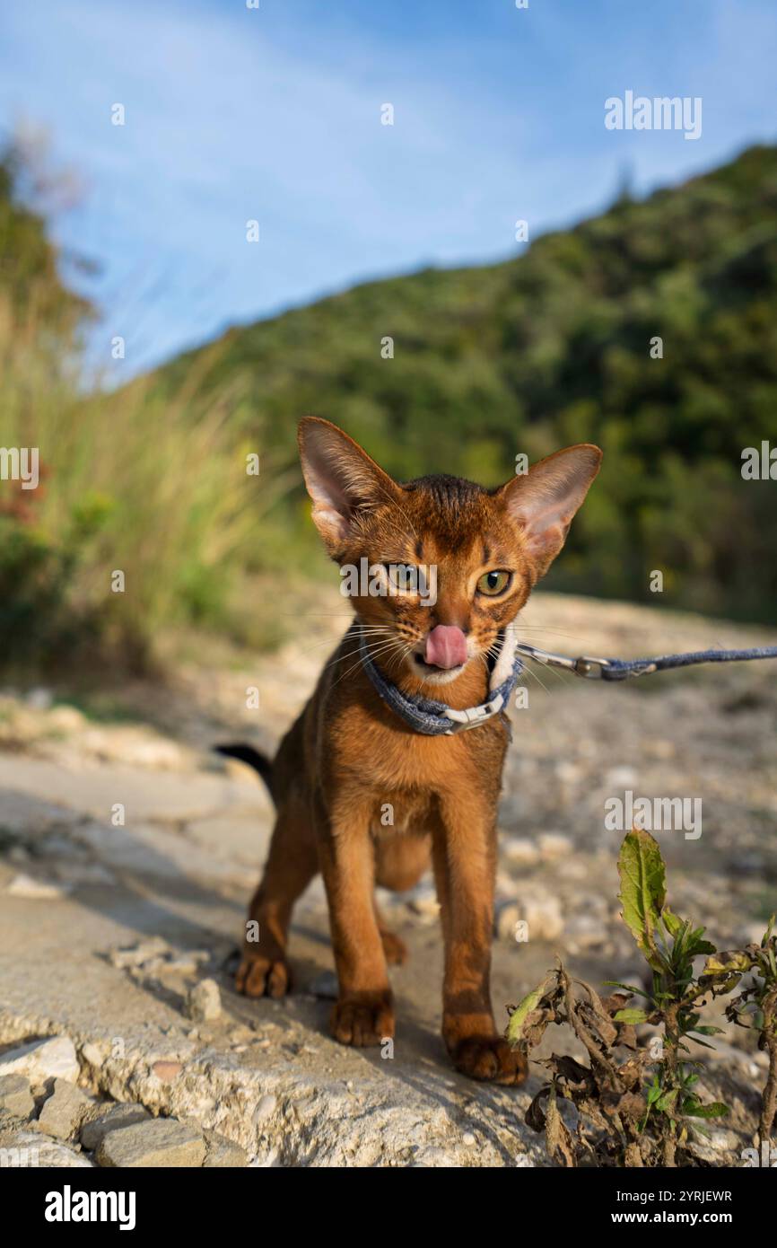 cute, young abyssinian cat outdoor Stock Photo - Alamy