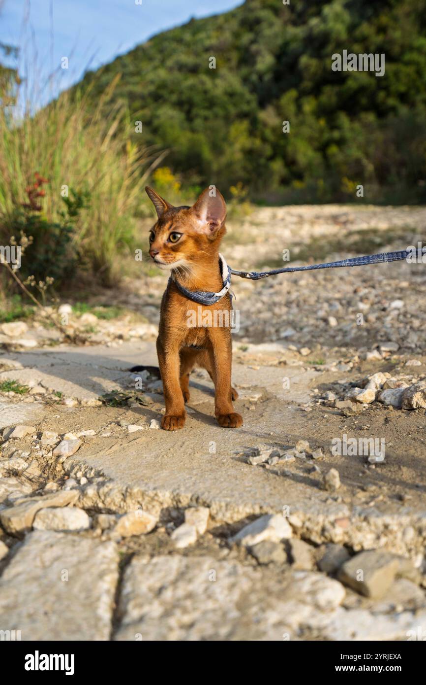 cute, young abyssinian cat outdoor Stock Photo - Alamy