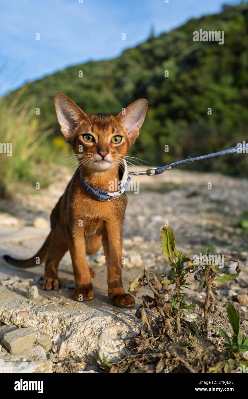 cute, young abyssinian cat outdoor Stock Photo - Alamy