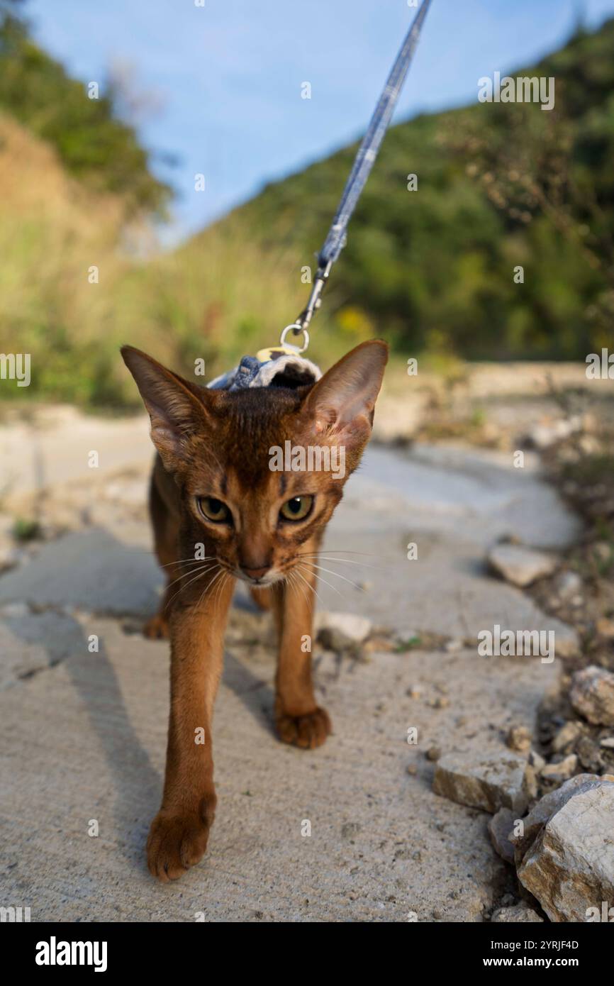 cute, young abyssinian cat outdoor Stock Photo - Alamy