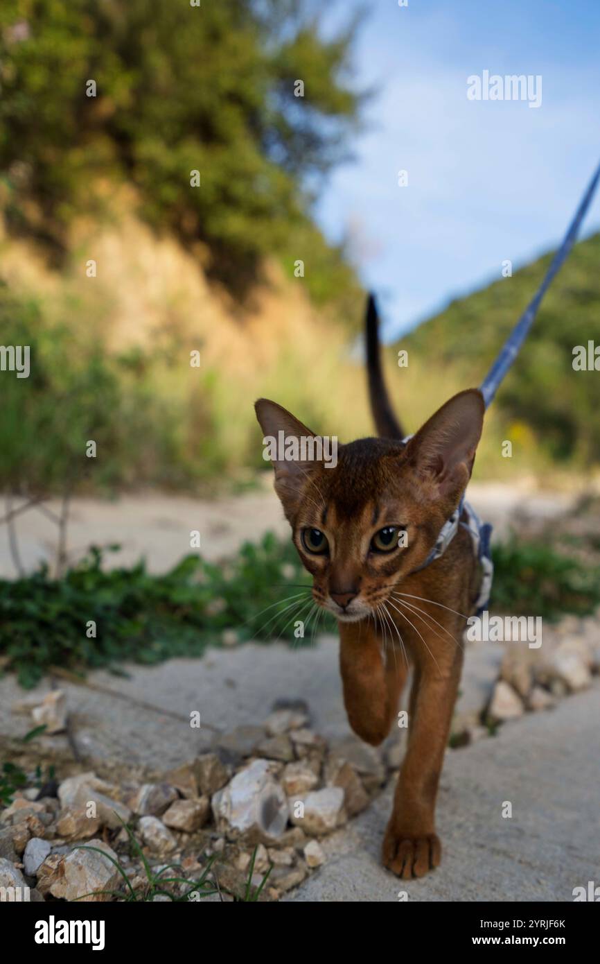 cute, young abyssinian cat outdoor Stock Photo - Alamy