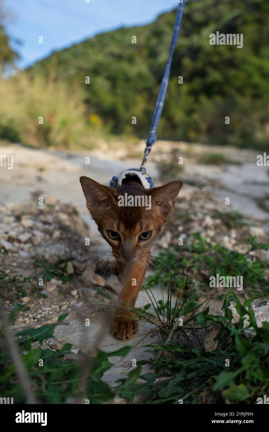 cute, young abyssinian cat outdoor Stock Photo - Alamy