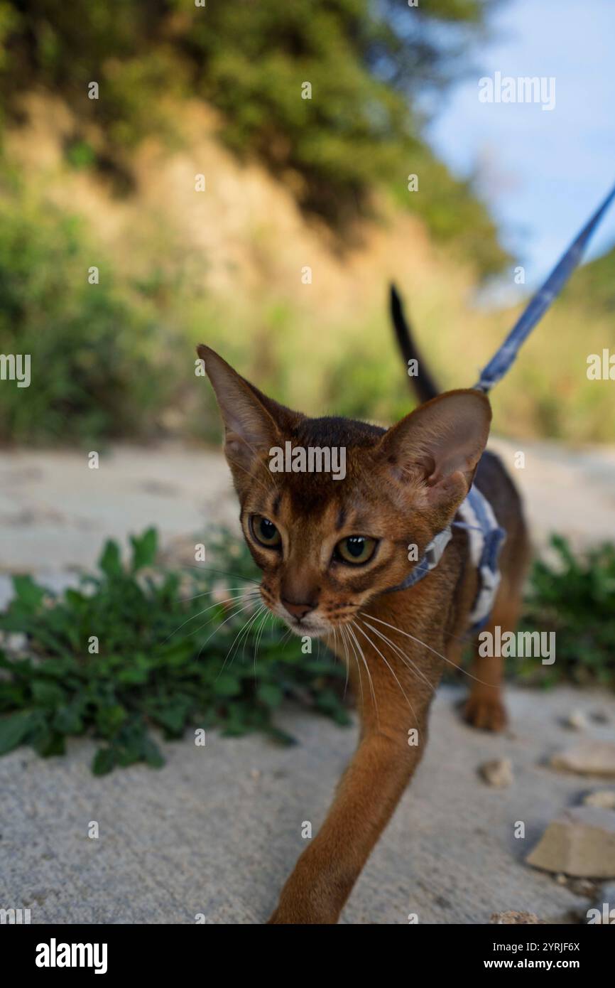 cute, young abyssinian cat outdoor Stock Photo - Alamy