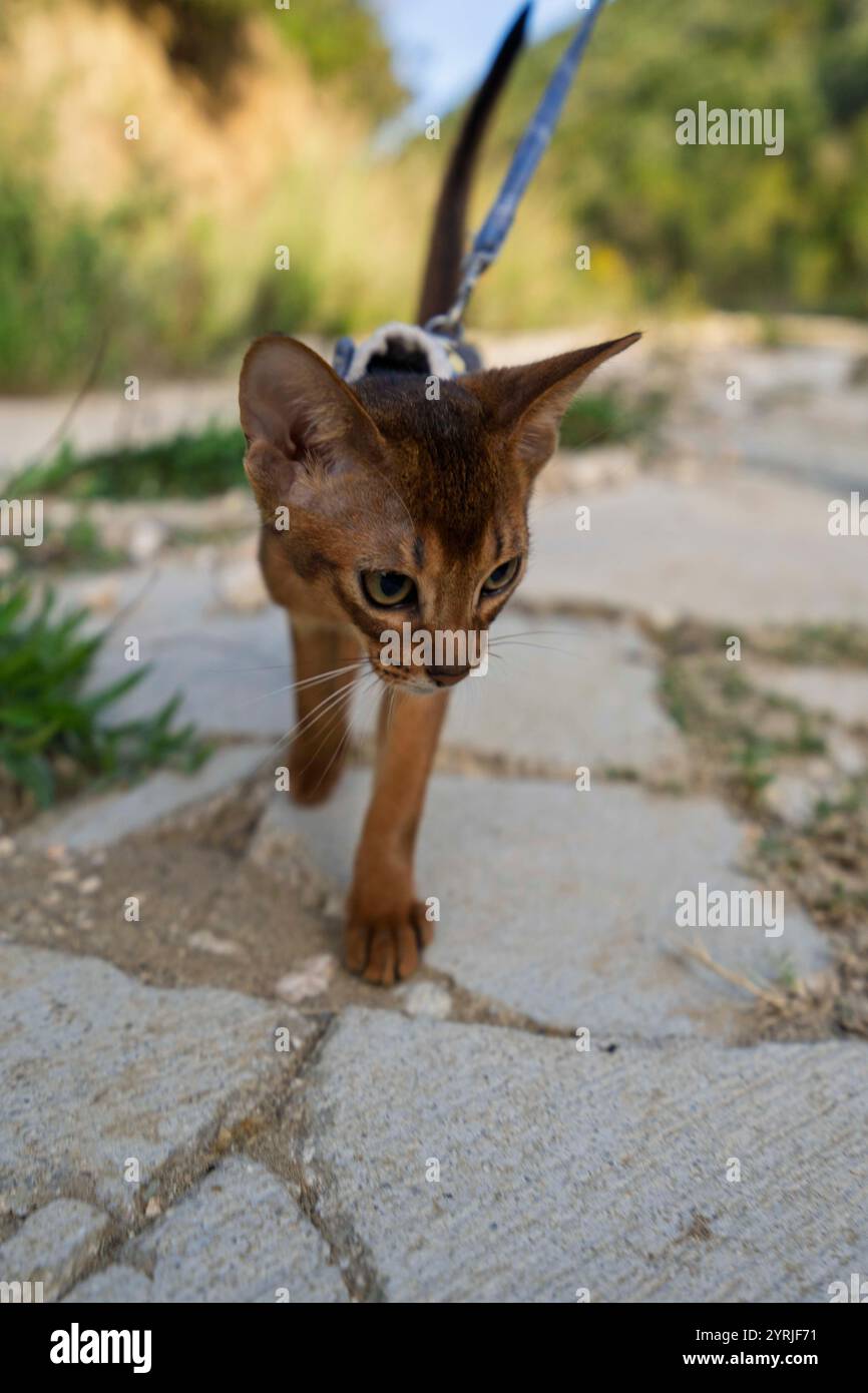 cute, young abyssinian cat outdoor Stock Photo - Alamy
