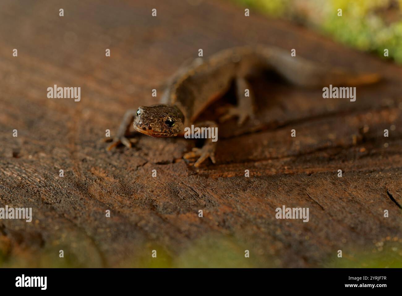 alpine newt on a brown ground. leaves and lichens Stock Photo - Alamy