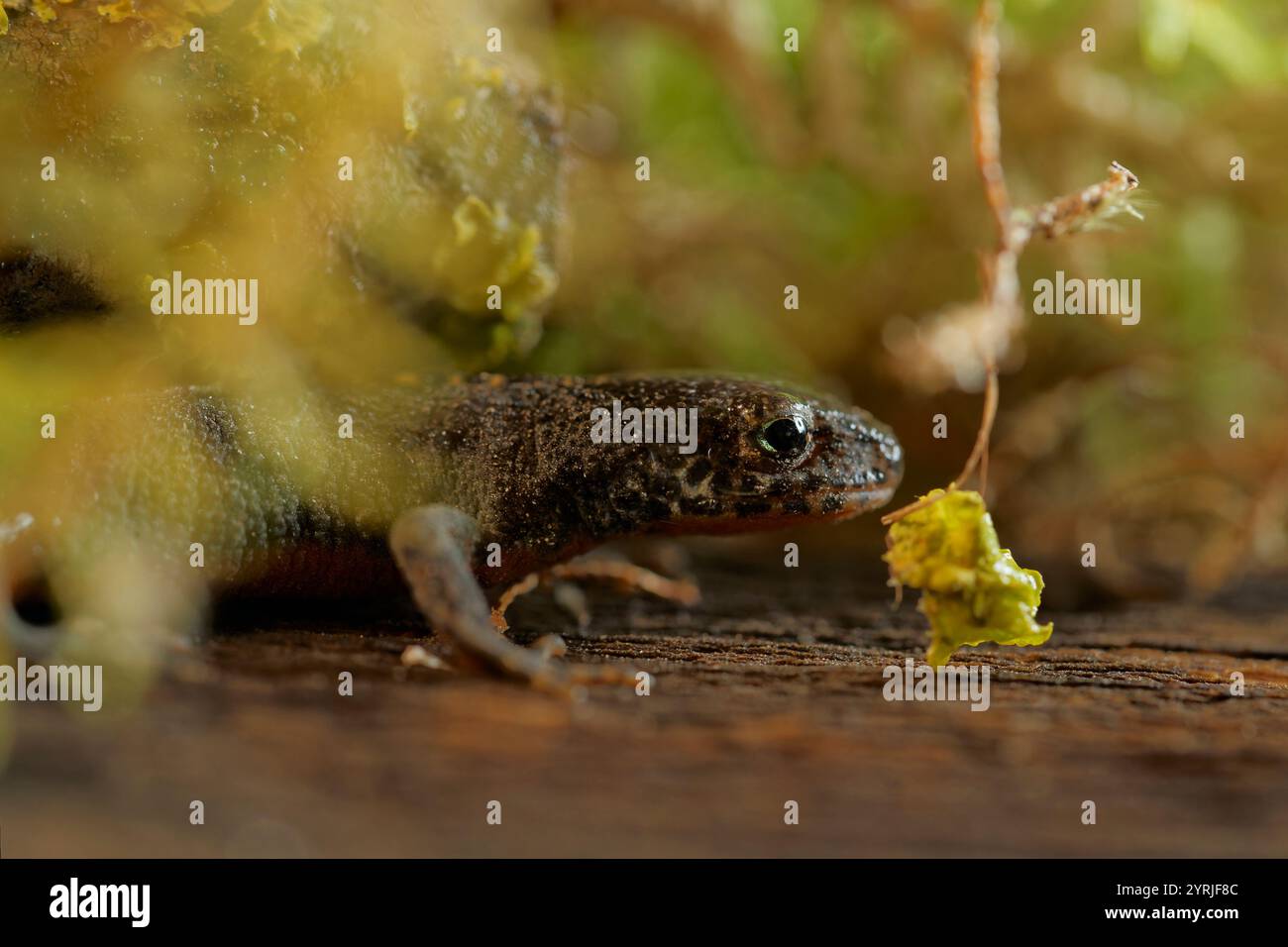 alpine newt on a brown ground. leaves and lichens Stock Photo - Alamy
