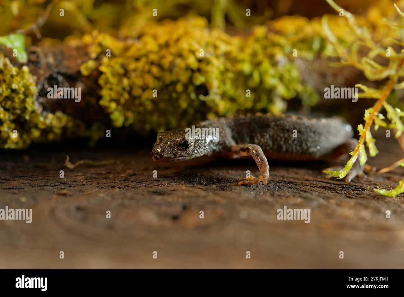 alpine newt on a brown ground. leaves and lichens Stock Photo - Alamy