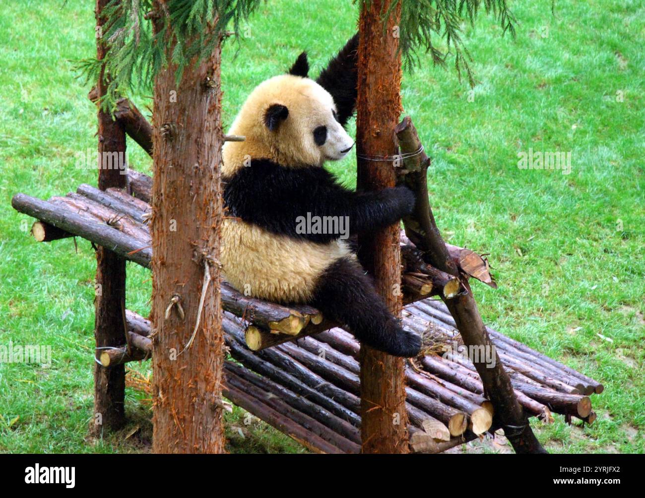 The giant panda (Ailuropoda melanoleuca), native to south central China ...