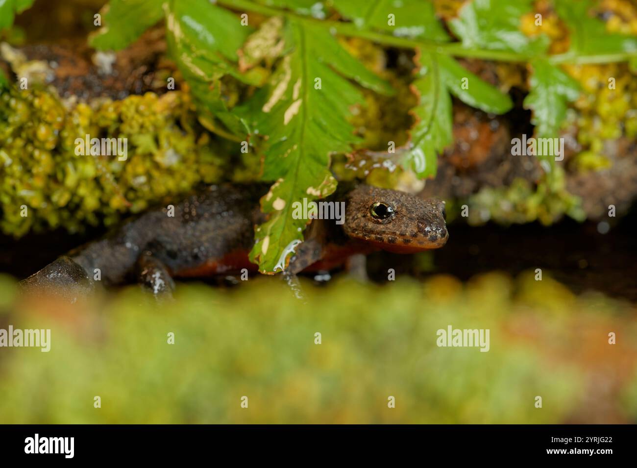 alpine newt on a wet ground. leaves and lichens Stock Photo - Alamy
