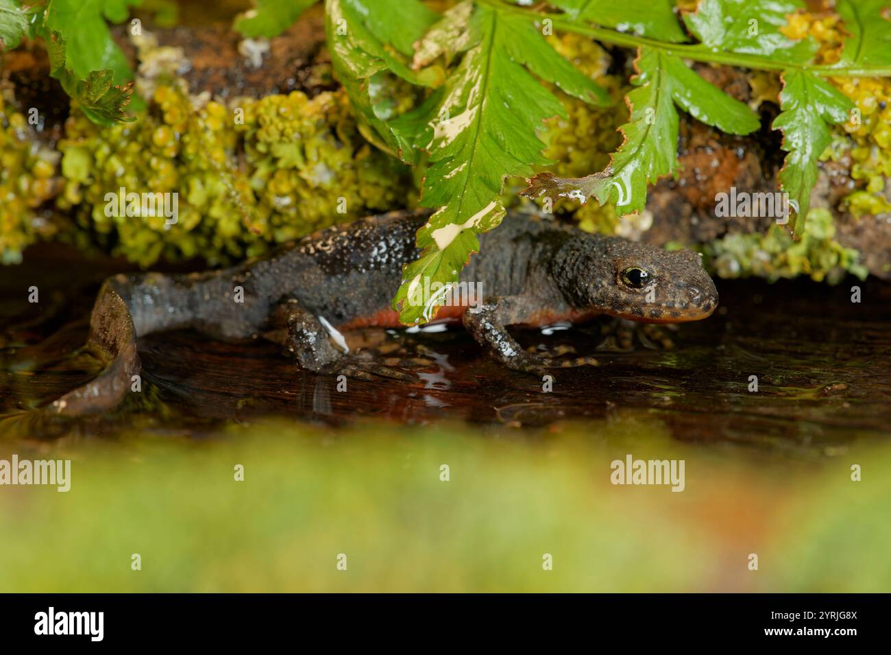 alpine newt on a wet ground. leaves and lichens Stock Photo - Alamy