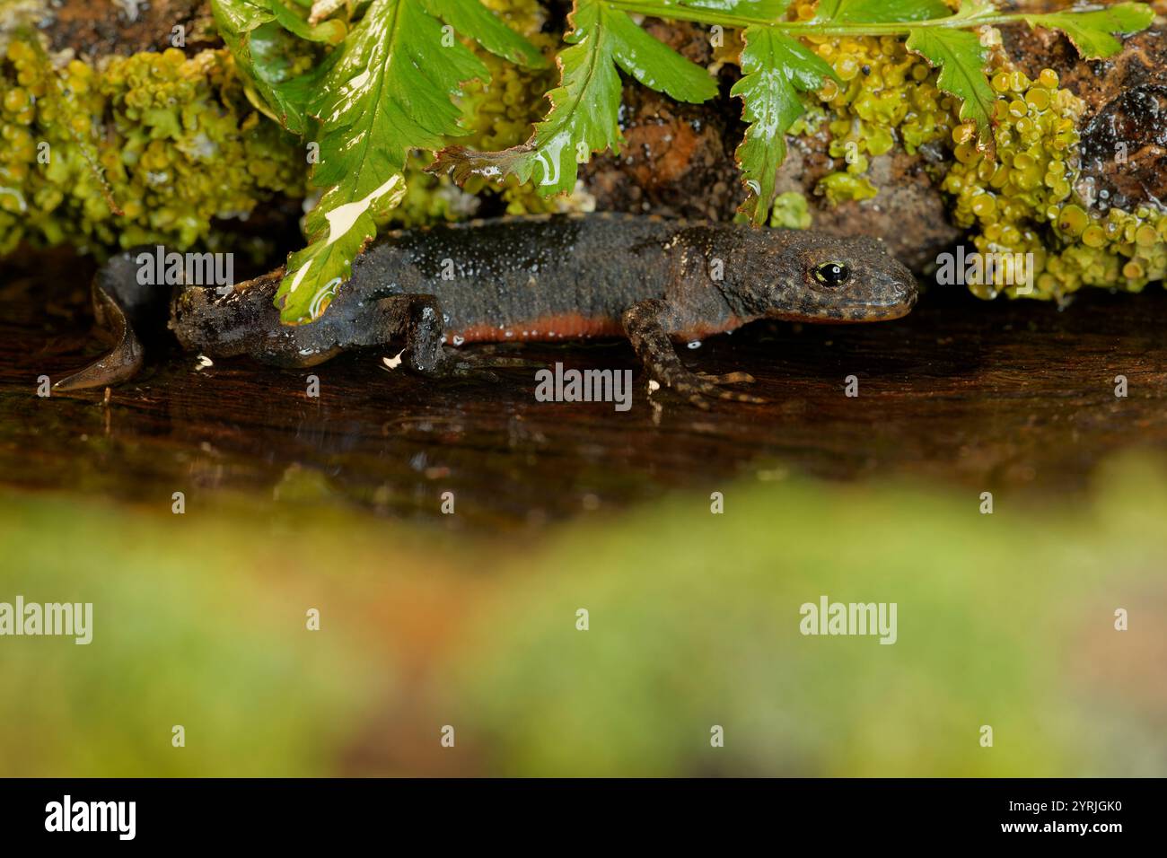 alpine newt on a wet ground. leaves and lichens Stock Photo - Alamy