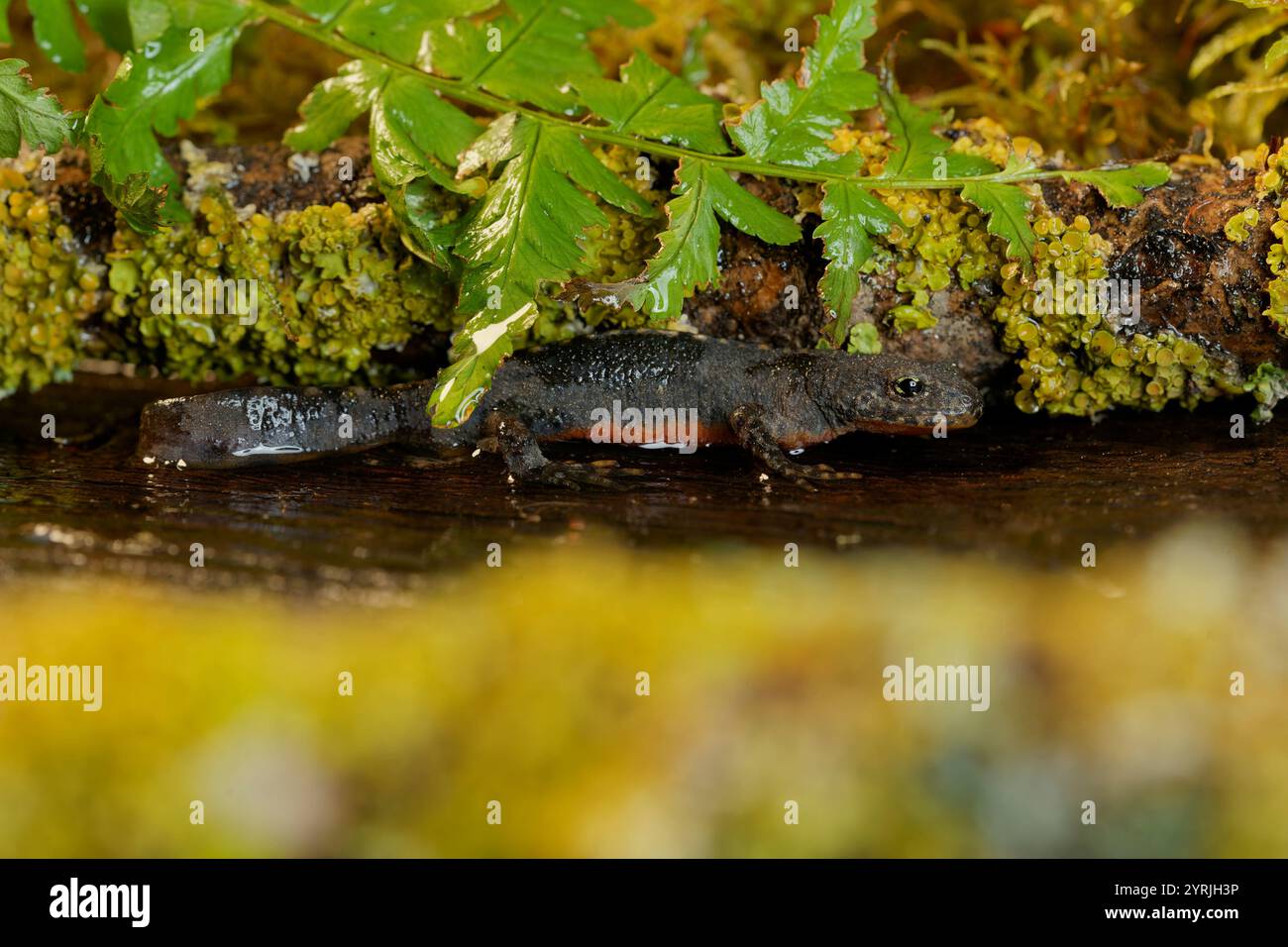 alpine newt on a wet ground. leaves and lichens Stock Photo - Alamy