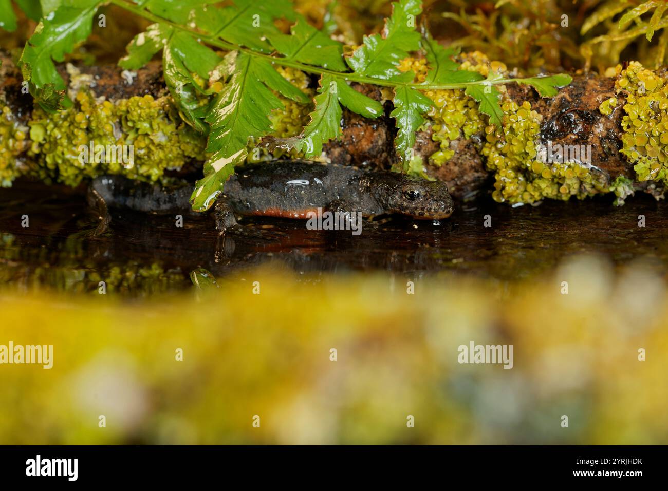 alpine newt on a wet ground. leaves and lichens Stock Photo - Alamy