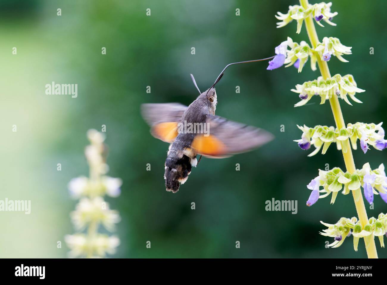 hummingbird hawk-moth pollinates Coleus flowers Stock Photo - Alamy